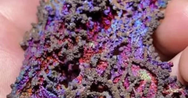 PURPLE BLOOD VESSELA LEKLAI